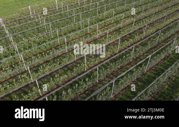 Fruit plantation with rows of green trees. Apple and pear trees in ...