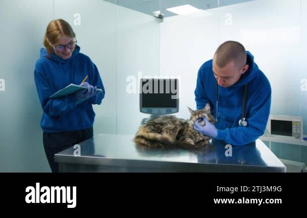 Veterinarians checking Maine Coon cat teeth health in veterinary clinic ...