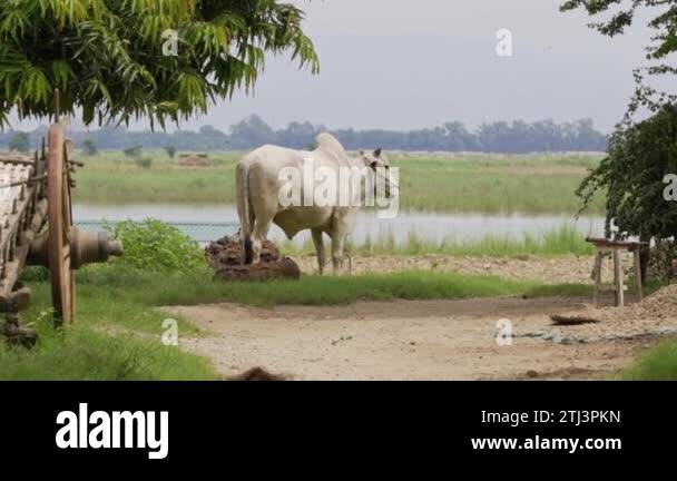Lean pasture Stock Videos & Footage - HD and 4K Video Clips - Alamy