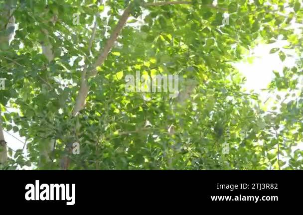 Tree leaf movement footage. Light wind blowing plant leaves in garden ...