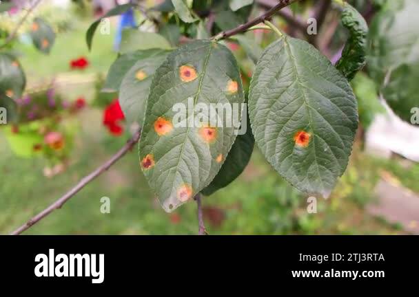 spots on the leaves. plant diseases. spoiled leaves. sick tree. disease ...