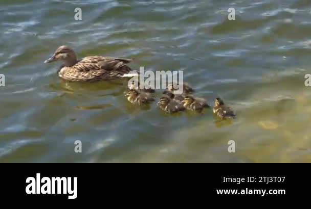 Mallard duck single duckling Stock Videos & Footage - HD and 4K Video ...