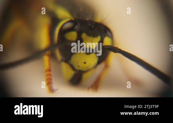 Sting insect hymenoptera social Stock Videos & Footage - HD and 4K ...