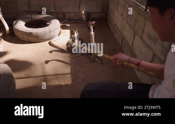 Cobra snakes Stock Videos & Footage - HD and 4K Video Clips - Alamy