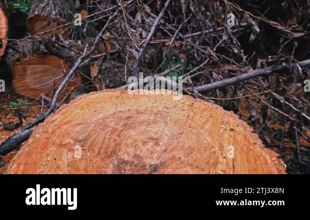 Beautiful cut of a tree after a saw cut of a woodcutters trunk. The ...