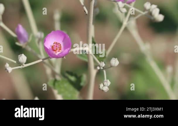 Pink flowering axillterminal indeterminate racemose panicle ...