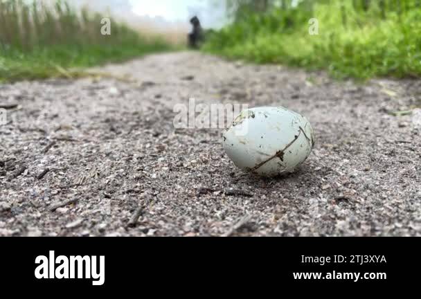 Broken bird Stock Videos & Footage - HD and 4K Video Clips - Alamy