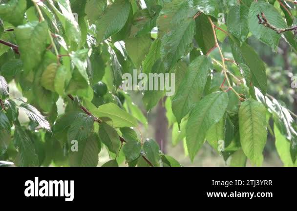 Raining, Torrential Rain, Storm, Summer Rainy Day on Cherry Branches ...