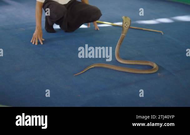 Thai performance with Naja monocled cobra snake on blue arena during a ...