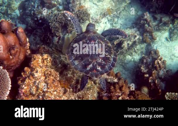 Sea turtle swims underwater with small tropical fish on background of ...