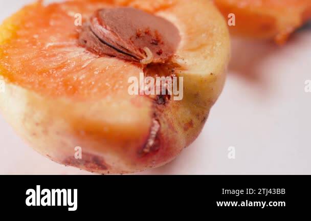 Fruit pests Stock Videos & Footage - HD and 4K Video Clips - Alamy