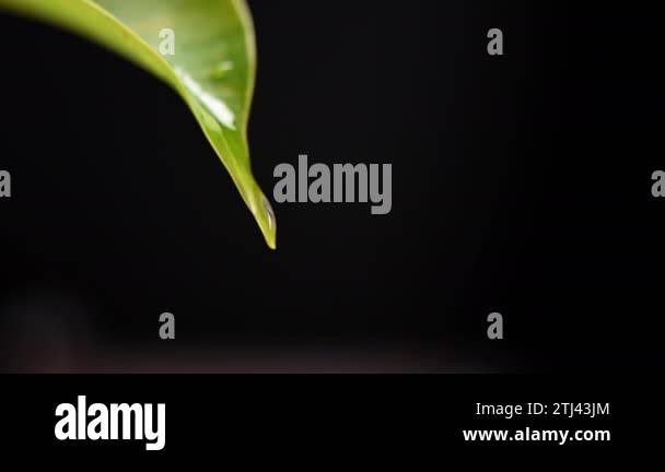 Water drop forming plant Stock Videos & Footage - HD and 4K Video Clips ...