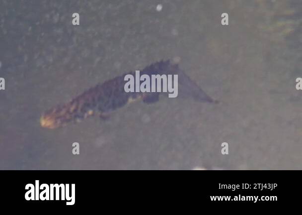 Mating couple of great crested newts or mating salamanders in garden ...