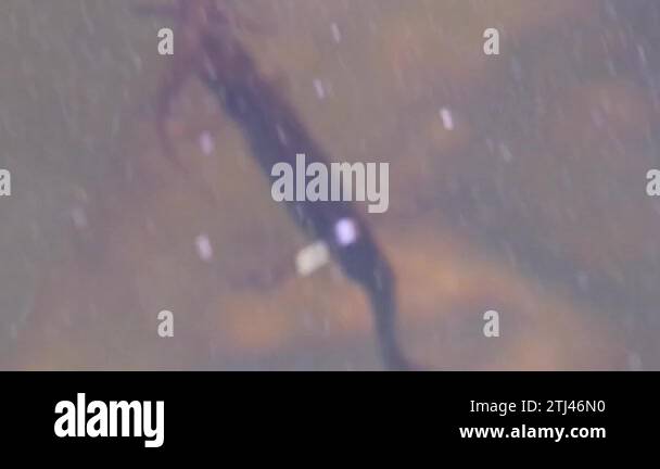 Mating couple of great crested newts or mating salamanders in garden ...