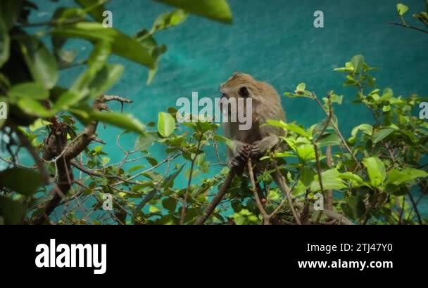 Beautiful azure water monkey Stock Videos & Footage - HD and 4K Video ...