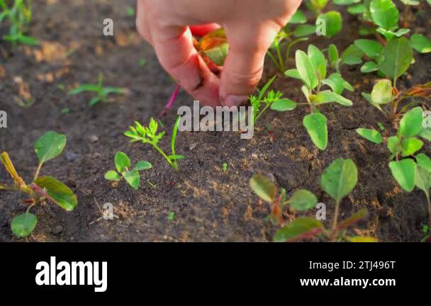 A hand takes care of a garden bed with growing young carrots. Removing ...