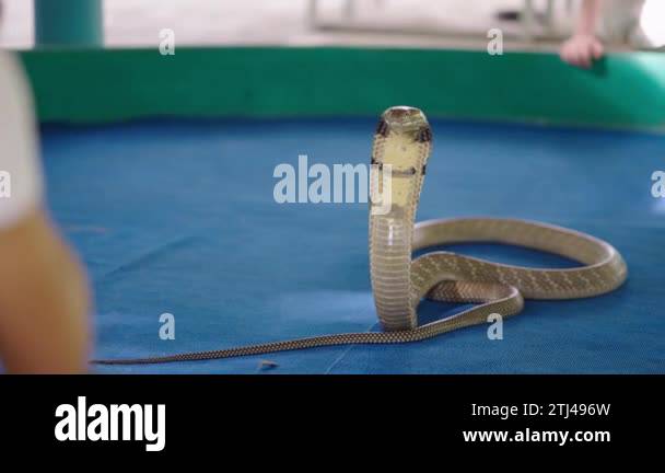 Hooded king cobra Stock Videos & Footage - HD and 4K Video Clips - Alamy