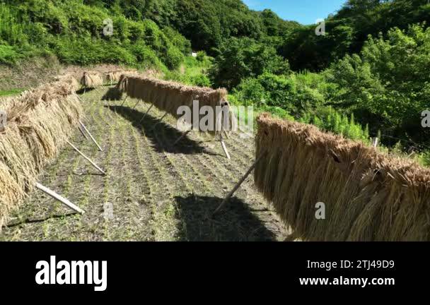 Rice rack hanging Stock Videos & Footage - HD and 4K Video Clips - Alamy