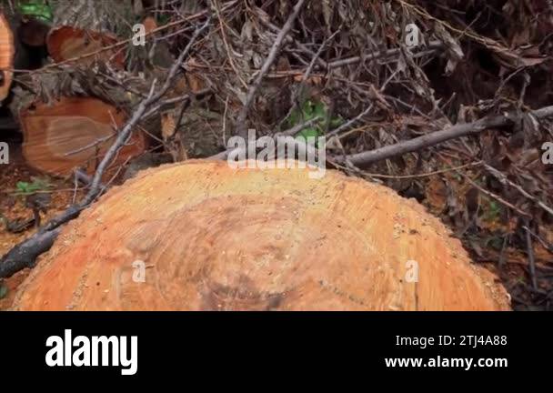 Beautiful cut of a tree after a saw cut of a woodcutters trunk. The ...