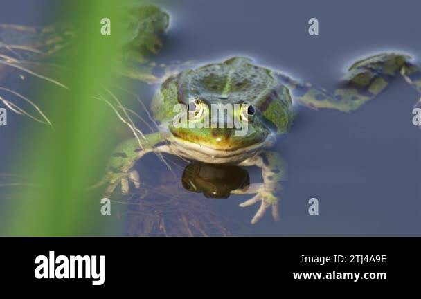 European marsh frog invasive Stock Videos & Footage - HD and 4K Video ...
