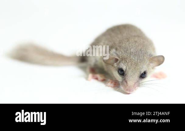 Graphiurus murinus Stock Videos & Footage - HD and 4K Video Clips - Alamy