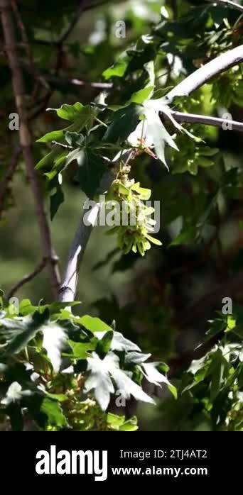 Fruit of maple tree Stock Videos & Footage - HD and 4K Video Clips - Alamy
