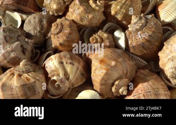 Sea shells on the beach. Summer background. Rapan conch shell top view ...