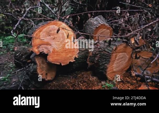 Beautiful cut of a tree after a saw cut of a woodcutters trunk. The ...