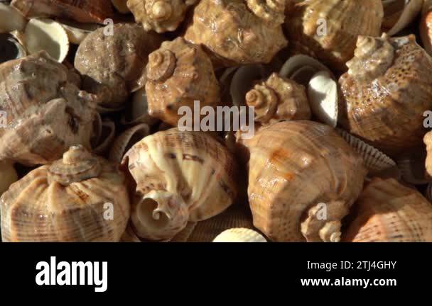 Sea shells on the beach. Summer background. Rapan conch shell top view ...