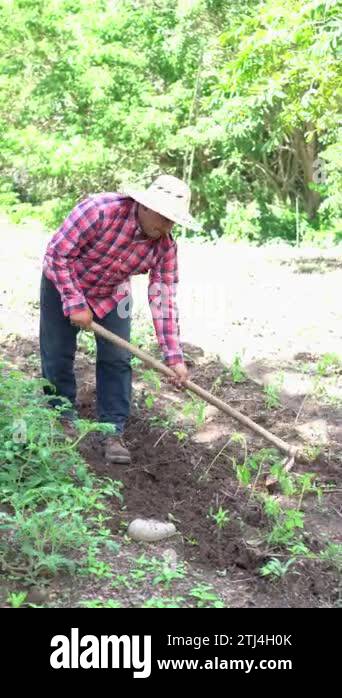 farmer harvesting the soil on his farm using a hoe. Farming lifestyle ...