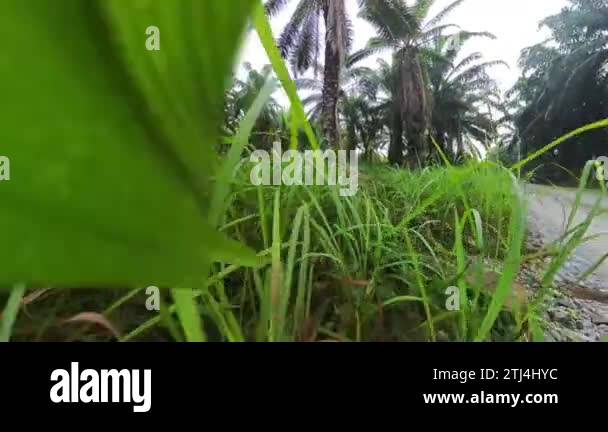the bushy tropical environment vegetation at the oil palm plantation ...