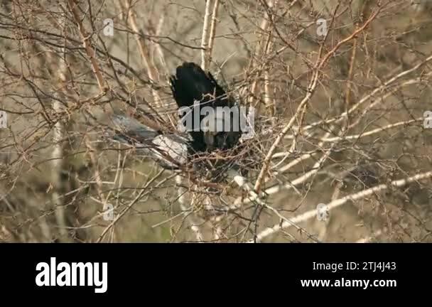 Raven nest Stock Videos & Footage - HD and 4K Video Clips - Alamy