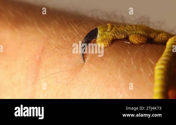 Sharp Falcon claws, Eurasian hobby. Falcon stands at the hands of a ...