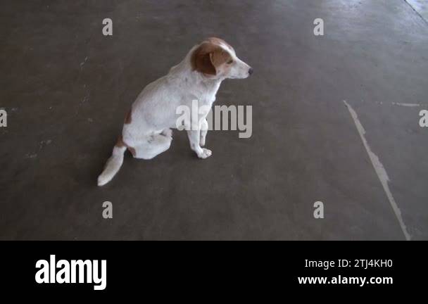 Dog on pavement Stock Videos & Footage - HD and 4K Video Clips - Alamy