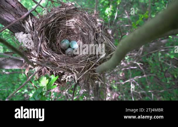 Destroyed bird nest Stock Videos & Footage - HD and 4K Video Clips - Alamy