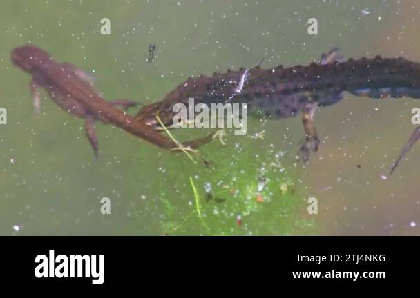Mating couple of great crested newts or mating salamanders in garden ...