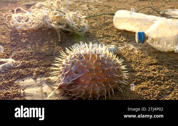 Dead fish on the sea shore on sunset. Earth ocean wildlife, pollution ...