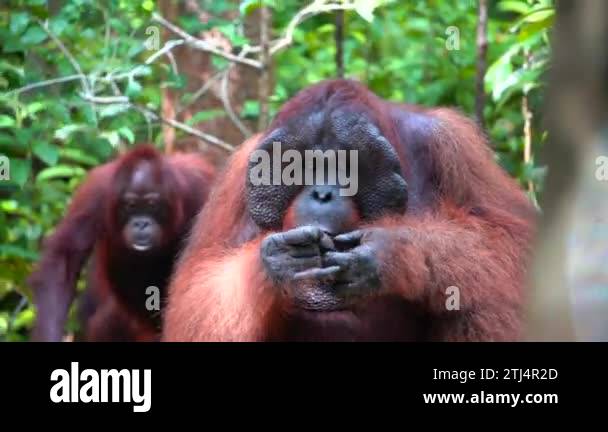 Sumatran orangutan pongo pygmaeus Stock Videos & Footage - HD and 4K ...