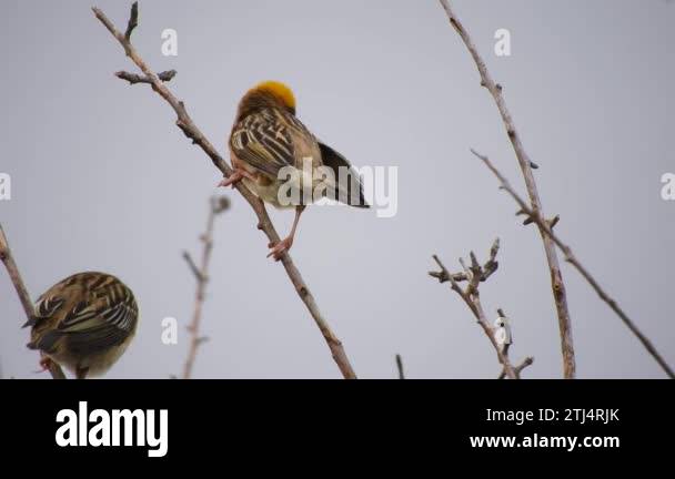 Baya WeaverA small bird with beautiful feathers and bright colors. The ...