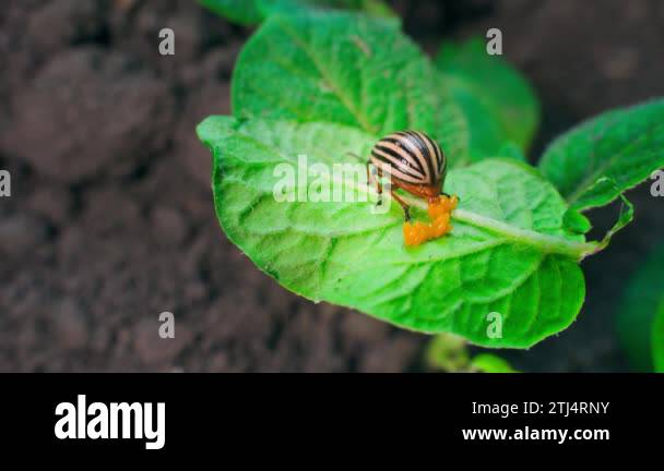 An adult female Colorado potato beetle lays her eggs on the back of a ...