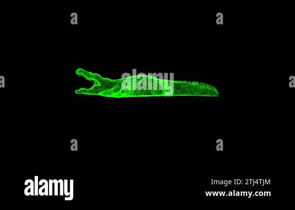 3D crocodile alligator rotates on black bg. Object dissolved green ...