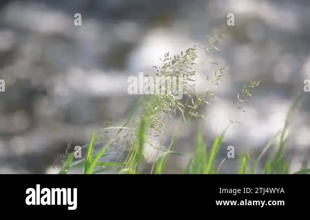 Wild spica plants on Stock Videos & Footage - HD and 4K Video Clips - Alamy