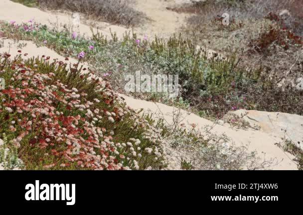 Dune development Stock Videos & Footage - HD and 4K Video Clips - Alamy