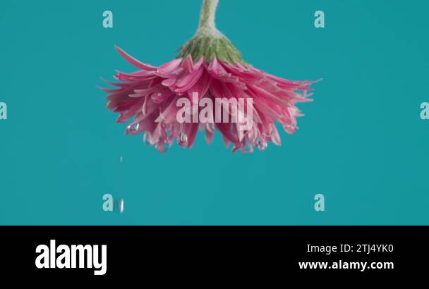 Daisy backwards beautiful flower Stock Videos & Footage - HD and 4K ...