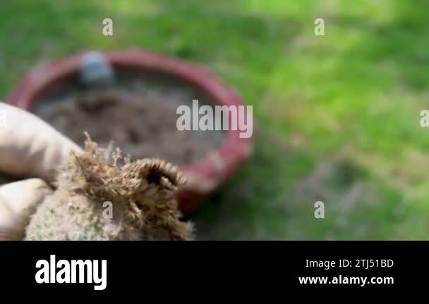 Dry cactus rot Stock Videos & Footage - HD and 4K Video Clips - Alamy