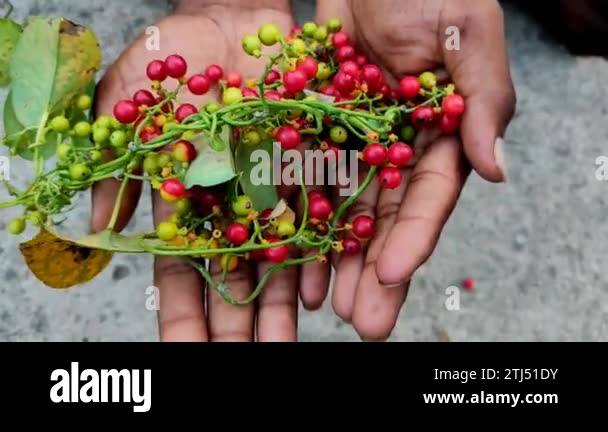 Tinospora cordifolia plant Stock Videos & Footage - HD and 4K Video ...