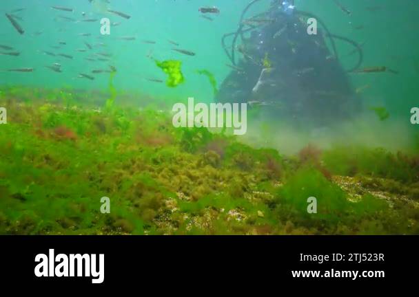 Photosynthesis in the sea, A diver touches oxygen bubbles synthesized ...