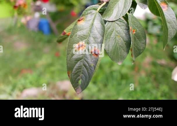 spots on the leaves. plant diseases. spoiled leaves. sick tree. disease ...