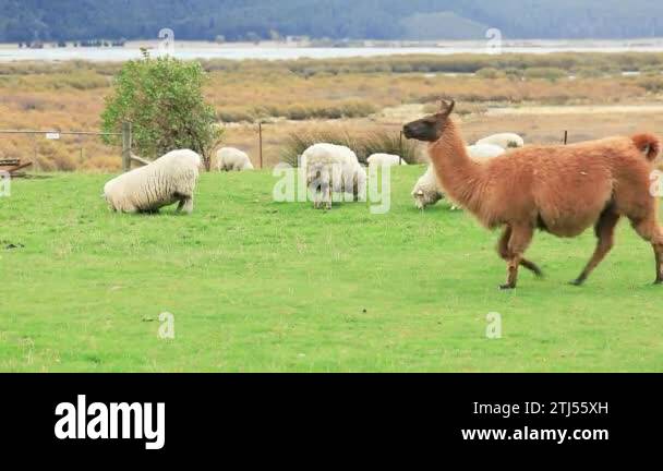 A llama and a flock of sheep graze in a meadow in New Zealand. Wool ...