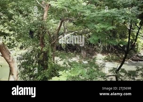 Monkey playing on a tree branch, native to Indonesia, at Ecotourism ...